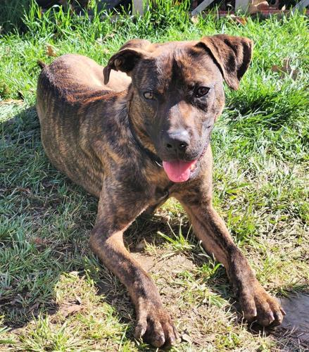 Adopt a pet | Features/Entertainment | herald-dispatch.com