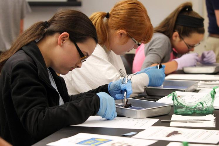 Summertime biology camp helps children 'Explore Life' | News | herald ...
