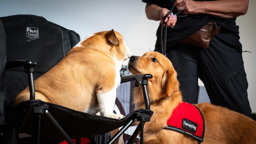 Therapy dog 'Farley' welcomed at Point Pleasant High School | News ...