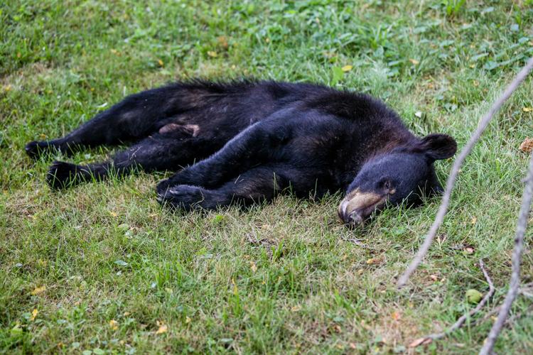 Gallery: Bear sighting in Huntington | News | herald-dispatch.com