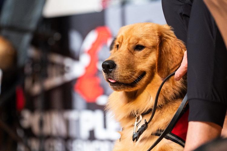 Therapy dog 'Farley' welcomed at Point Pleasant High School | News ...