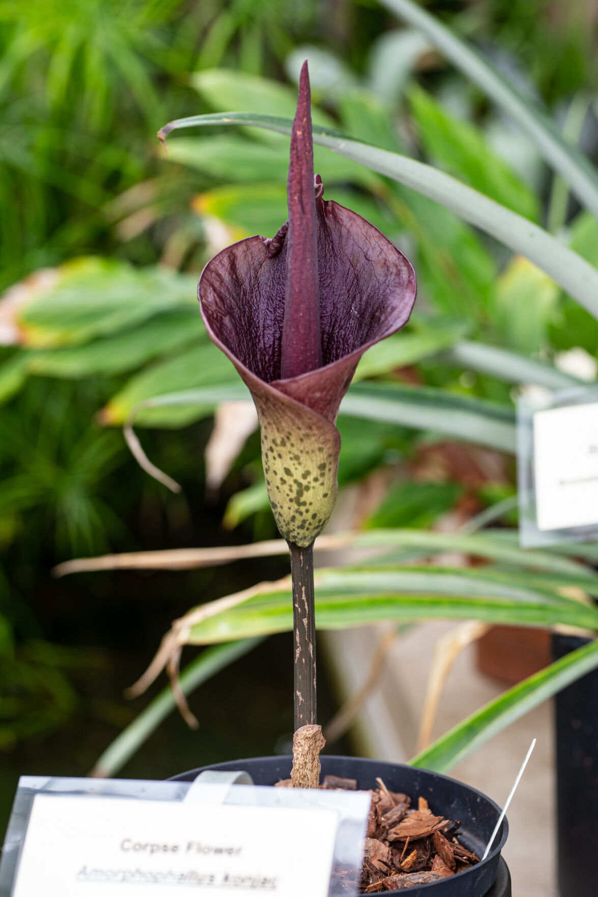 Corpse flower blooms again at Huntington Museum of Art | News | herald ...