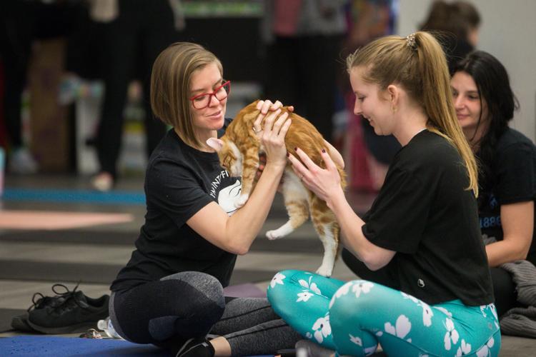 Cats on Mats event at EveryBODY Fitness raises $500 for animal shelter ...