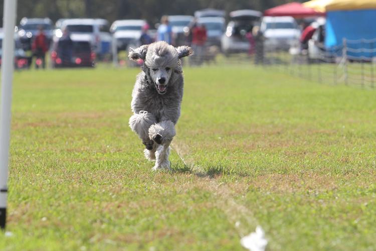 Photos: FAST CAT Lure Course Event in Barboursville | Multimedia ...