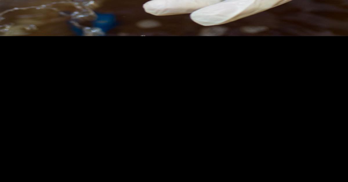 Endangered?: Feds rule on 2 rare WV salamander species | News | herald ...