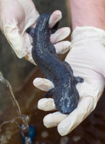 Endangered?: Feds rule on 2 rare WV salamander species | News | herald ...