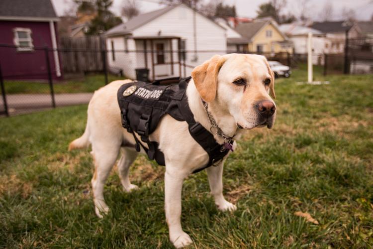 Cabell County 911 celebrates one year with therapy dog | News | herald ...