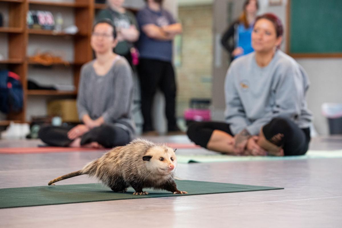 Posin’ possums: Yoga event raises awareness of West Virginia wildlife ...