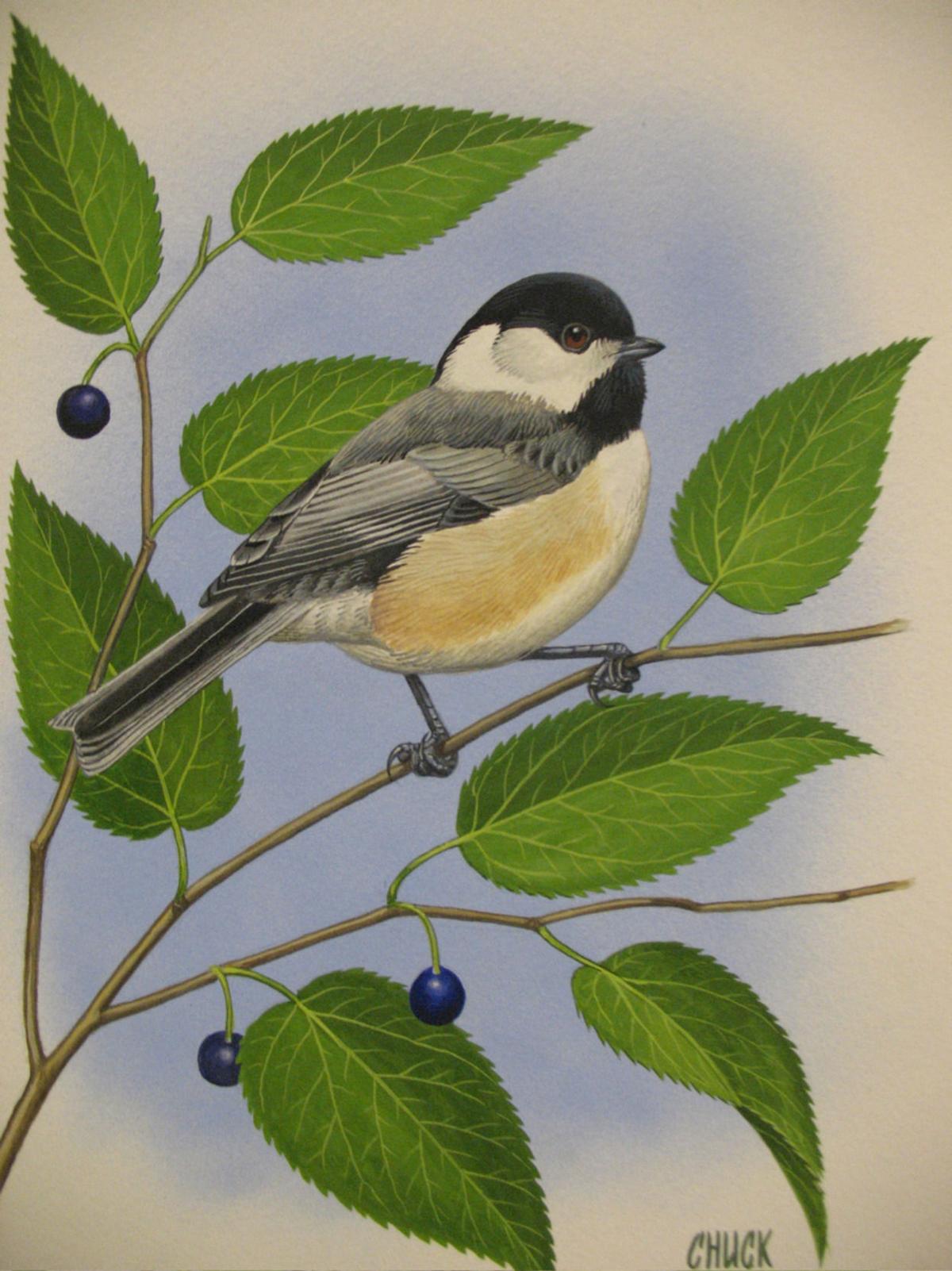 Gallery: Wildlife artist Chuck Ripper | Features/Entertainment | herald ...