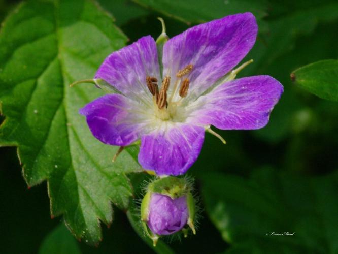 Gallery: Laura Moul photos | Photo Galleries | herald-dispatch.com