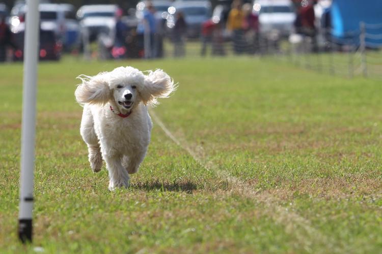 Photos: FAST CAT Lure Course Event in Barboursville | Multimedia ...
