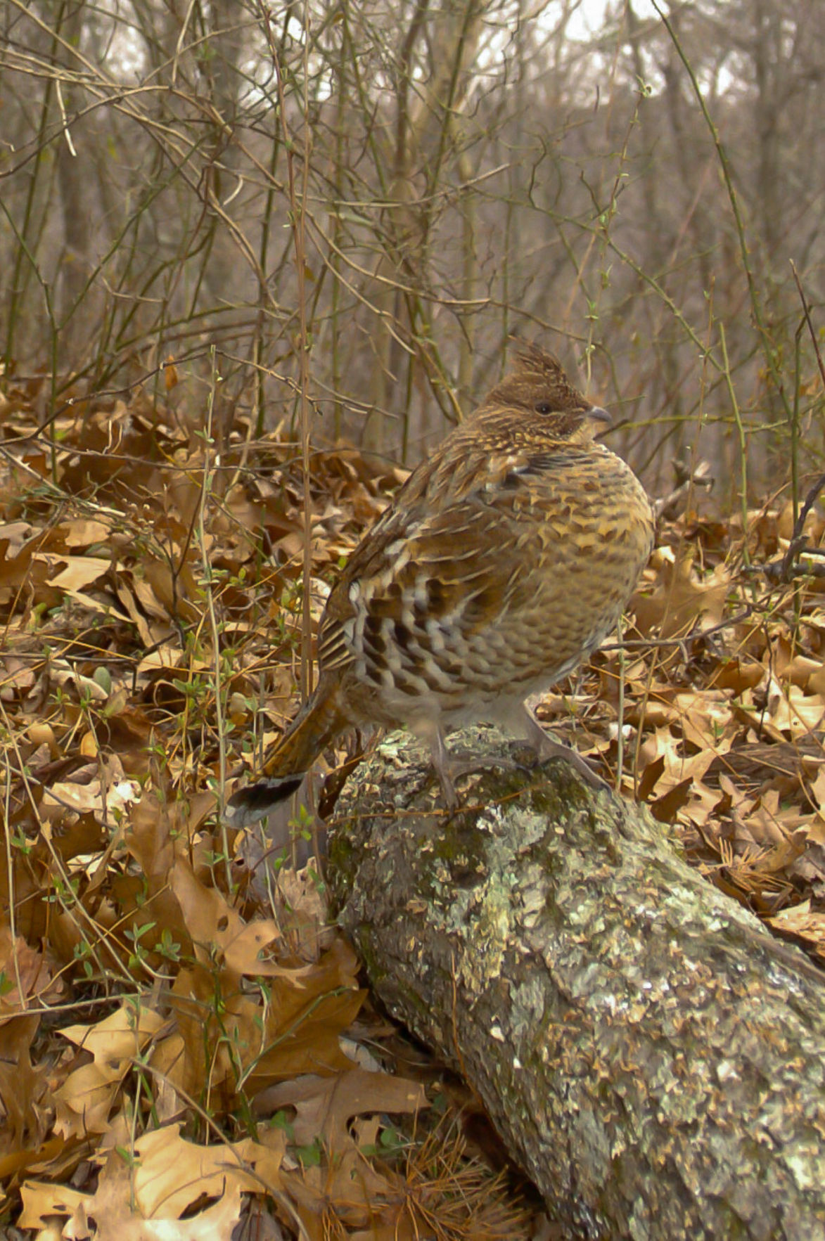 New DNR biologist tackles state's grouse habitat shortage | News ...