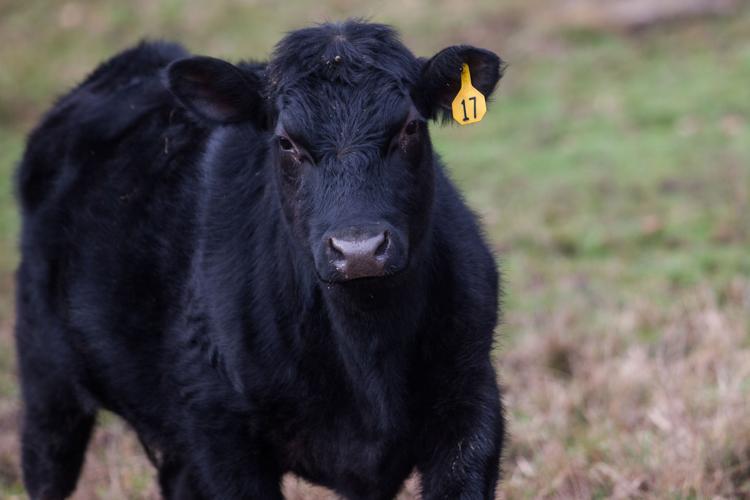 Wayne County’s Elmcrest Farm to host 15K Trail Run | Features ...