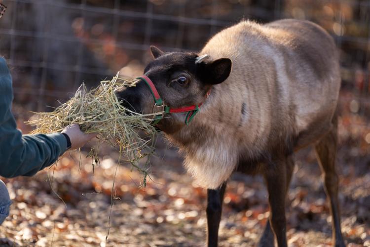West Virginia's only reindeer at Old School Christmas Farm | Putnam ...