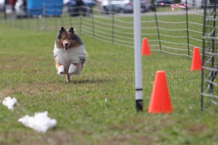 Photos: FAST CAT Lure Course Event in Barboursville | Multimedia ...