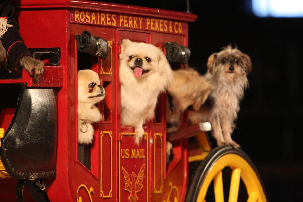 Gallery: 2008 George Carden Super Spectacular Circus | Multimedia ...