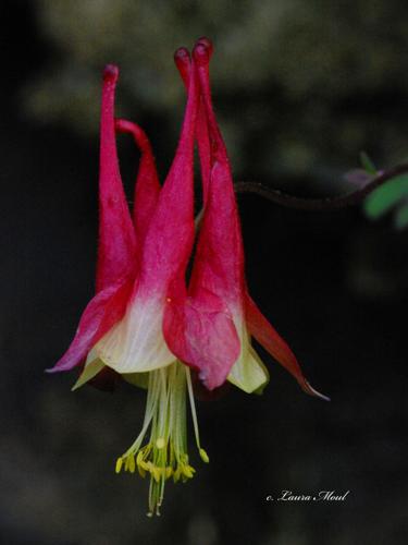 Gallery: Laura Moul photos | Photo Galleries | herald-dispatch.com