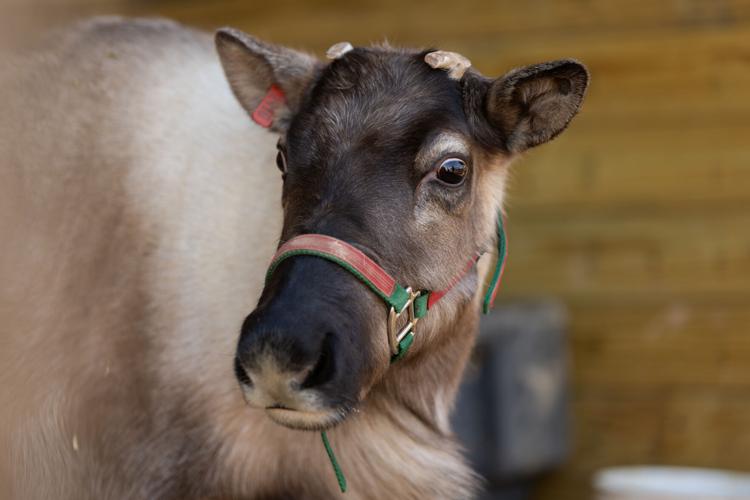 Photos: Reindeer "Aurora" and "Palmer" arrive at Old School Christmas ...