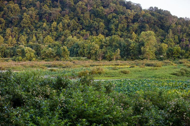 Photos: Green Bottom Wildlife Management Area | Multimedia | herald ...
