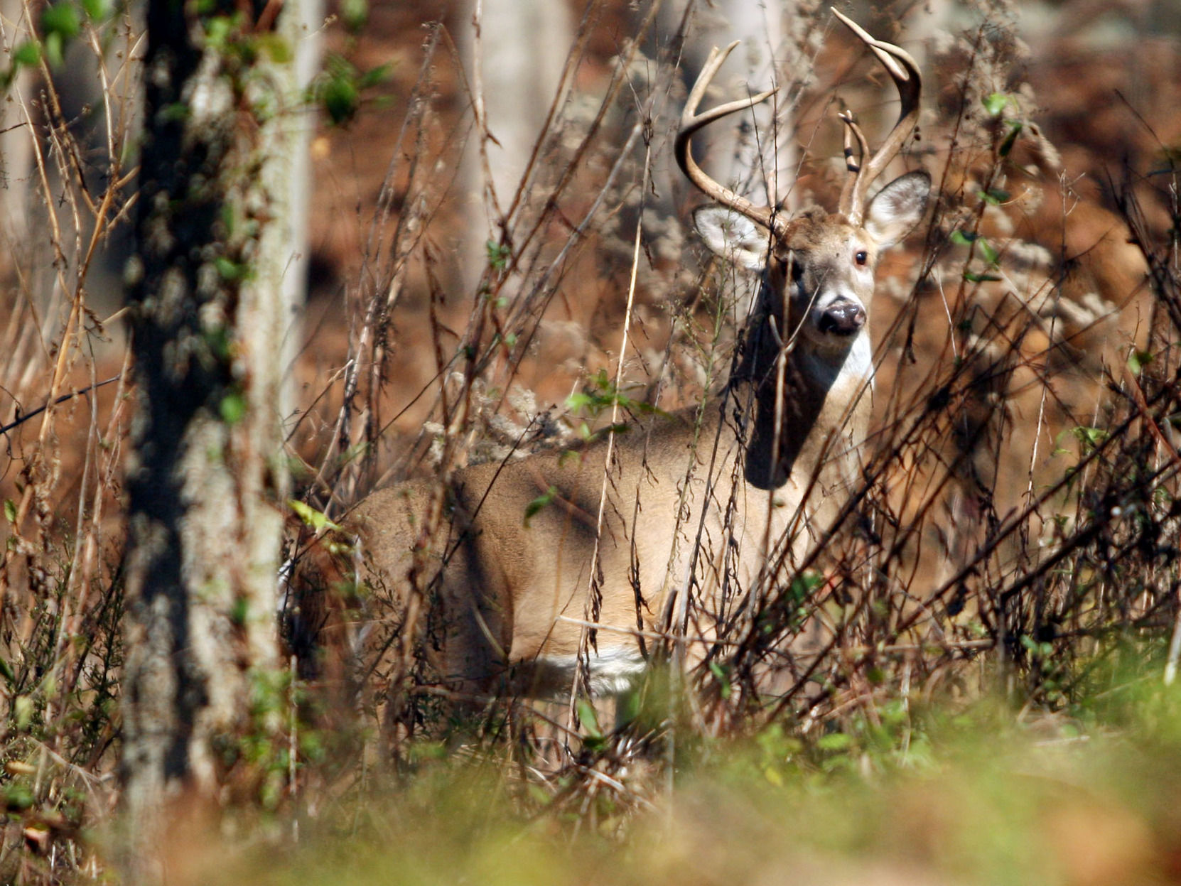 Chris Ellis: Notes from buck season | Sports | herald-dispatch.com