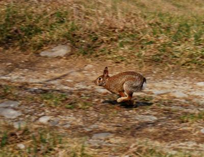Conditions ideal for bagging rabbits, quail this season in Kentucky ...