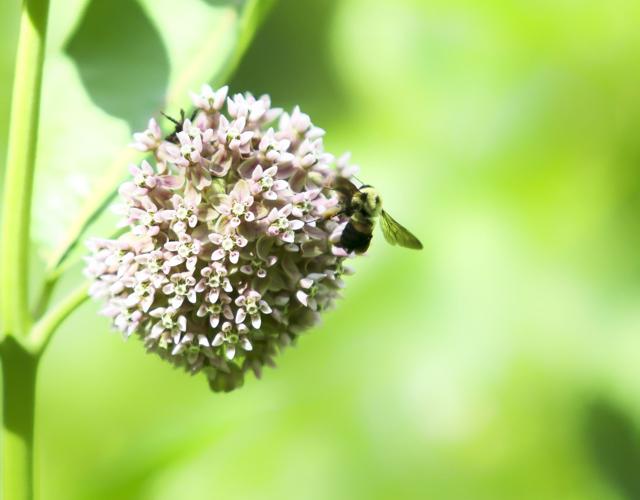 Beech Fork plans weekend of fun | Features/Entertainment | herald ...