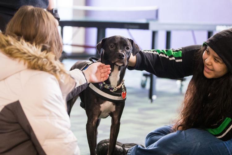 Photos: MU Paws Therapy Dogs conduct "Paw-ffice" Hours for students ...