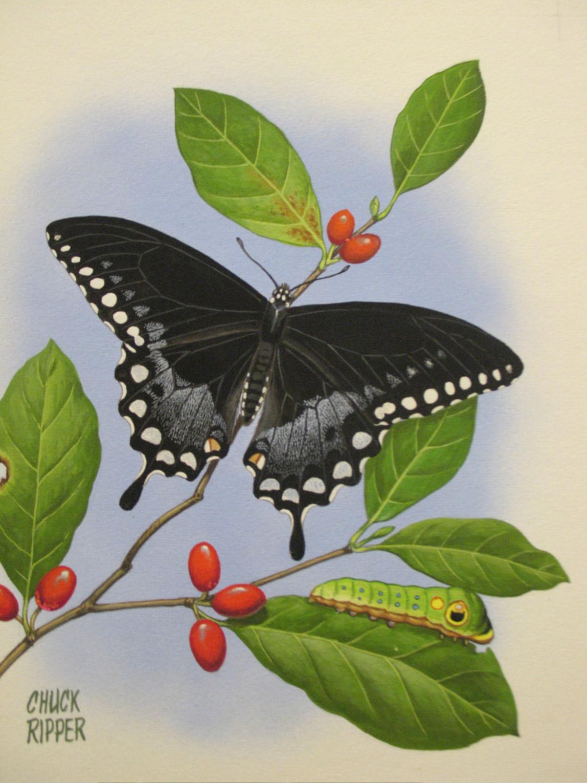 Gallery: Wildlife artist Chuck Ripper | Features/Entertainment | herald ...