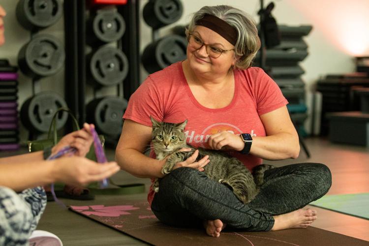 'Cats on Mats' yoga class raises awareness of rescue pets | Features ...