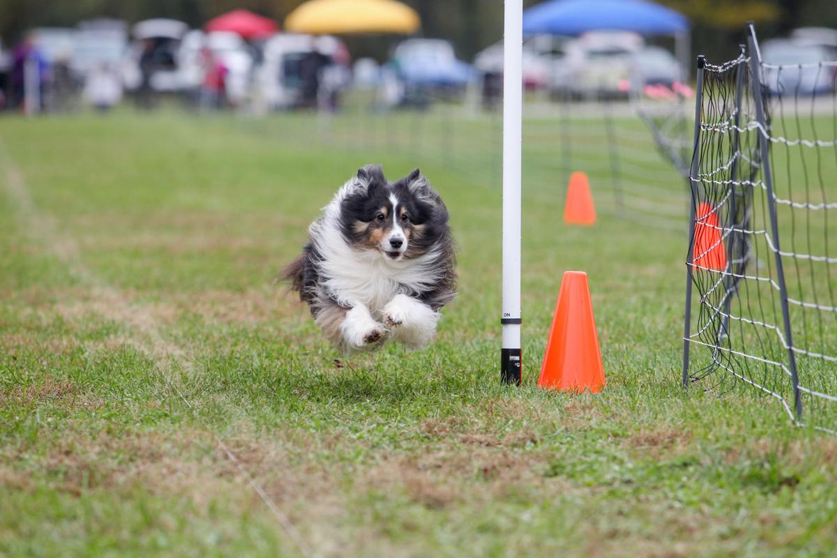Photos: FAST CAT Lure Course Event in Barboursville | Multimedia ...