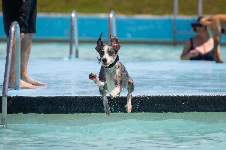 Photos: 2023 Dreamland Pool Dog Swim | Multimedia | herald-dispatch.com