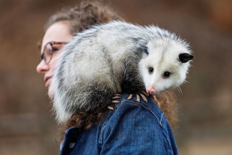 Heritage Farm starting wildlife rehabilitation program | News | herald ...