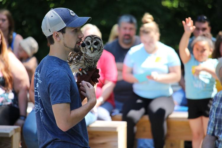 How to see a presentation from Laurel Fork Falconry, meet birds of prey ...