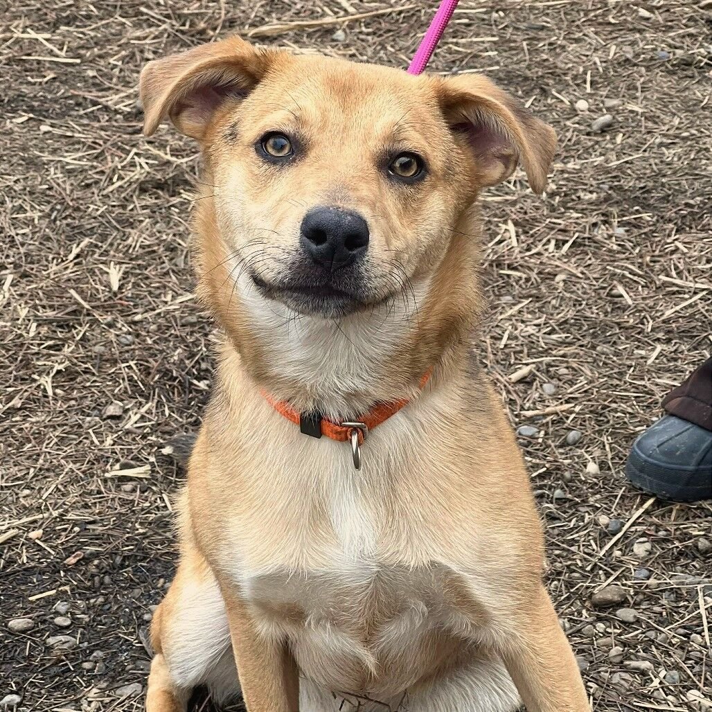 Adopt a pet | Features/Entertainment | herald-dispatch.com