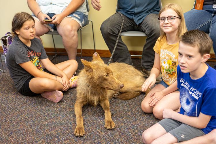 Southern Ohio Wolf Sanctuary brings wolf to Cabell libraries | News ...
