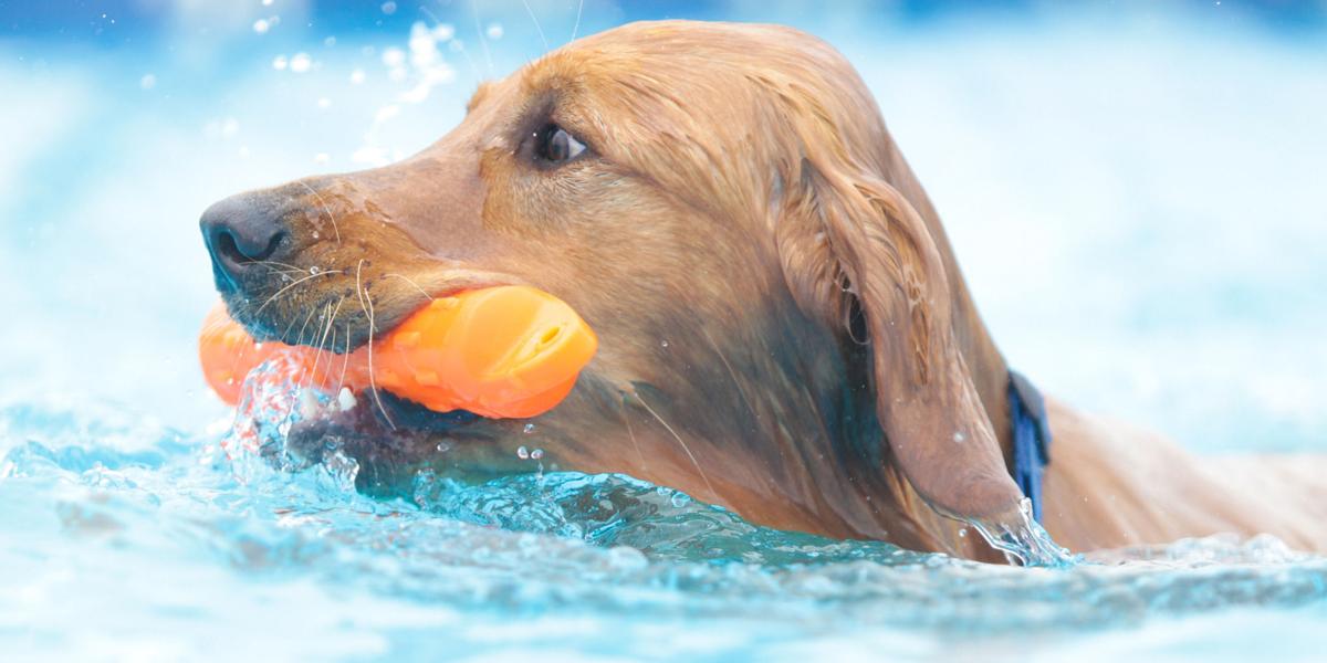 DockDogs event makes a big splash | News | herald-dispatch.com