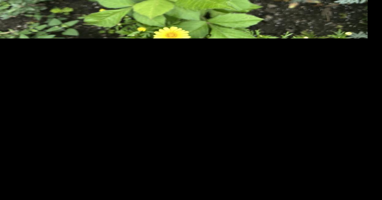 Stephanie Hill: A quieter resolution for the New Year | Features ...