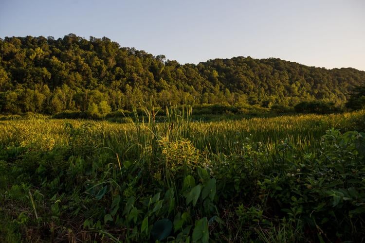 Photos: Green Bottom Wildlife Management Area | Multimedia | herald ...