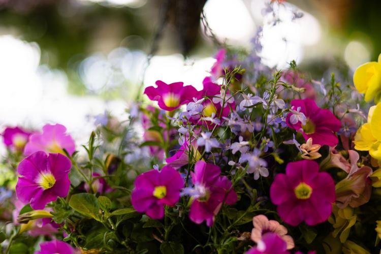 Children pick flowers for moms at annual Floyd's event | News | herald ...