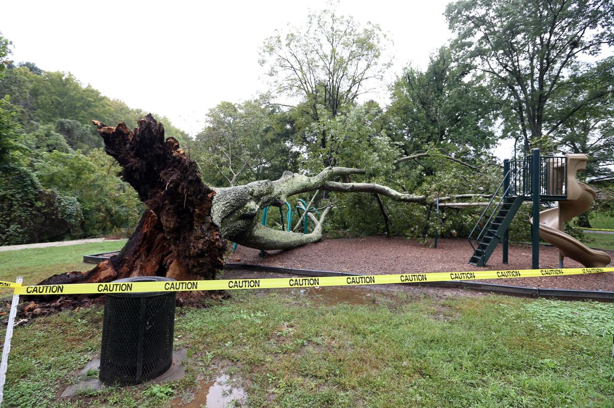 Photos: Fallen Tree at Memorial Park | Multimedia | herald-dispatch.com