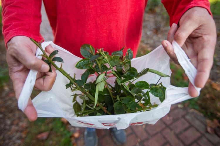 Photos: Rose Clipping Give-Away at Ritter Park Rose Garden | Multimedia ...