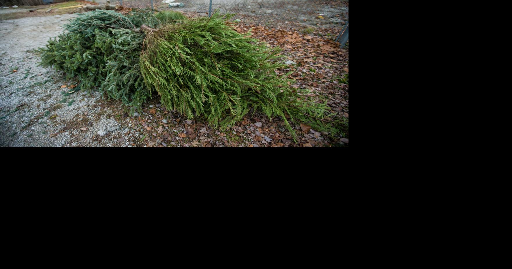 Drop-off locations open for disposal of natural Christmas trees | News ...