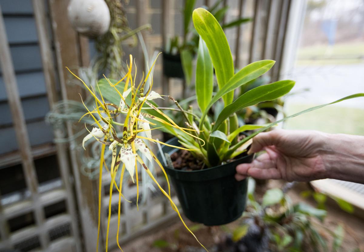 Photos: Orchids in bloom at the Huntington Museum of Art | Multimedia ...