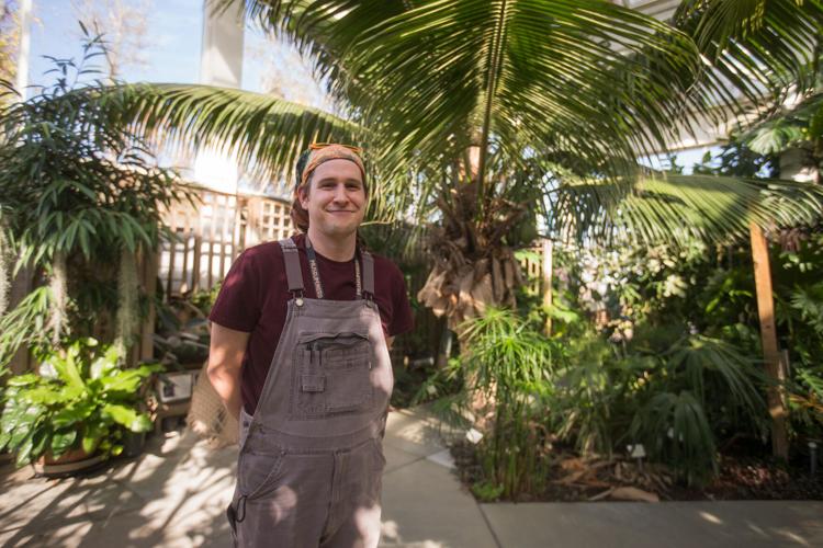Coconuts are growing at the HMOA conservatory | News | herald-dispatch.com