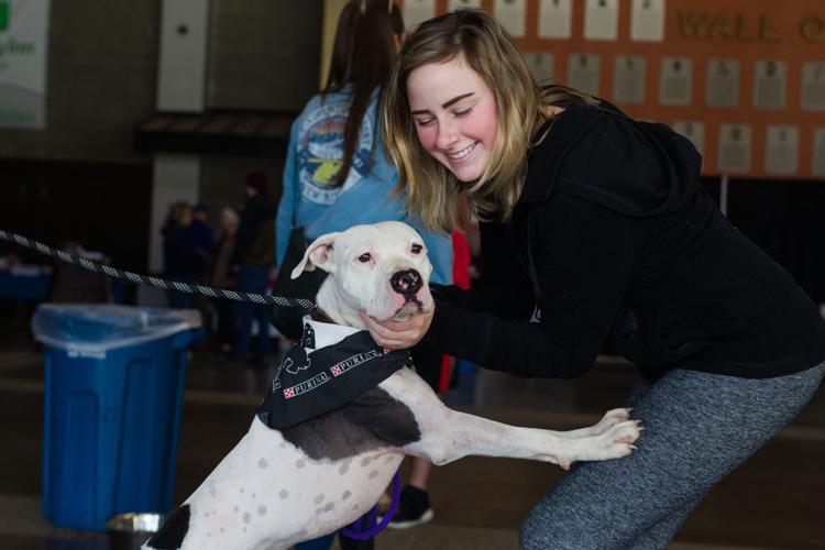Photos: HCW Animal Shelter conducts adoption event downtown ...