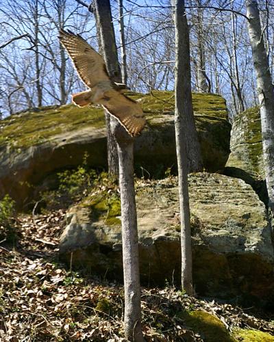 Photos: Readers' photos of wildlife in the Tri-State | Photos News ...