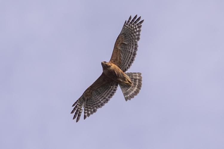 New family on the block: Park-goers flock to see hawk's nest at Ritter ...