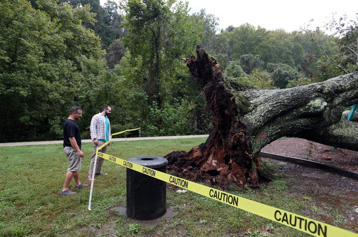 Photos: Fallen Tree at Memorial Park | Multimedia | herald-dispatch.com