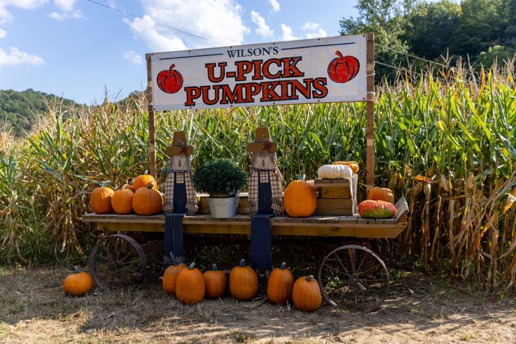 Photos: Wilson Family Farm opens for the season | Multimedia | herald ...