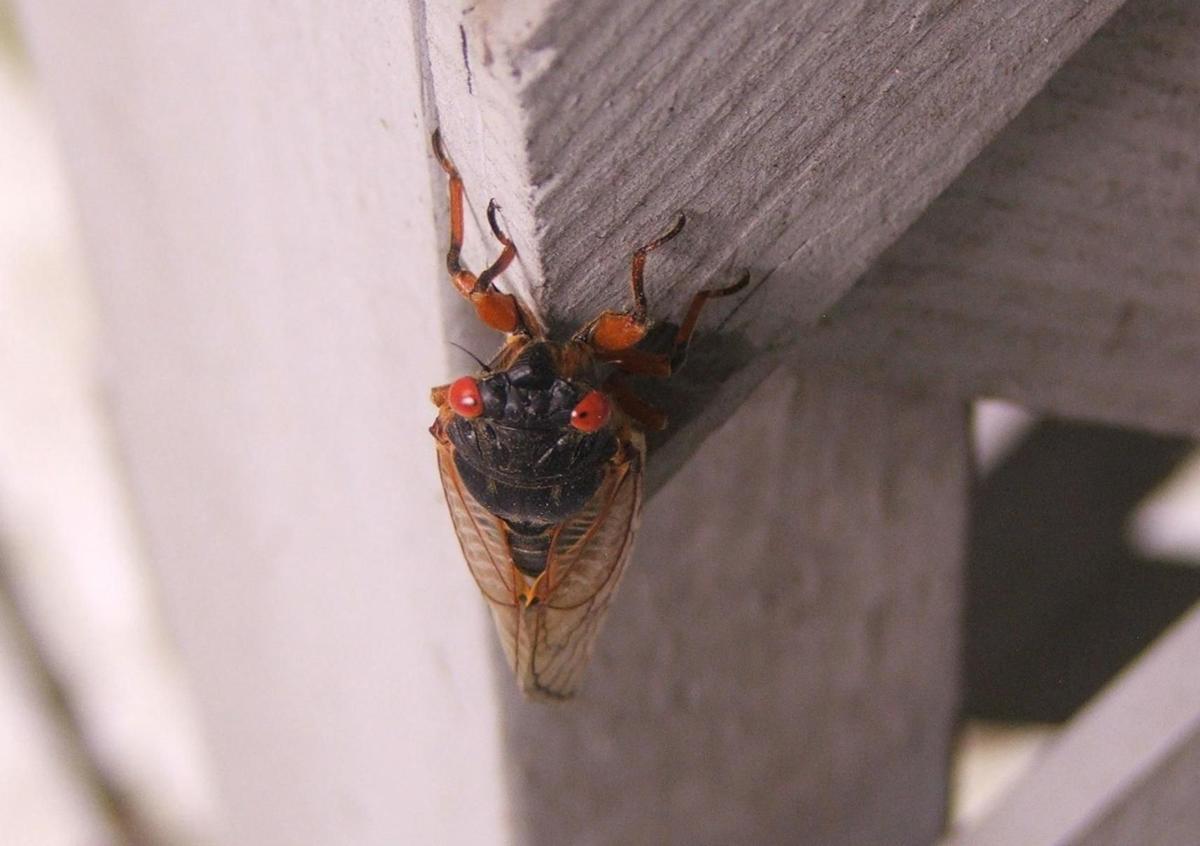 Gallery: Cicada Invasion | News | herald-dispatch.com